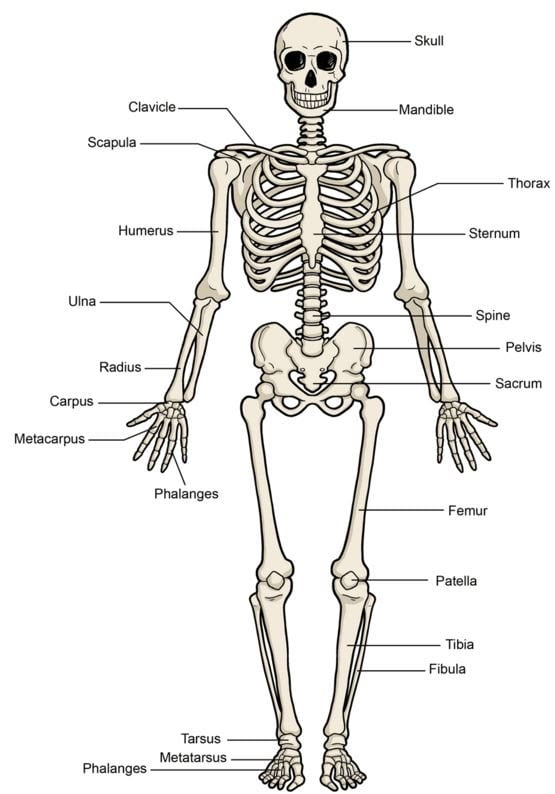 The Skeleton System The Skeleton System