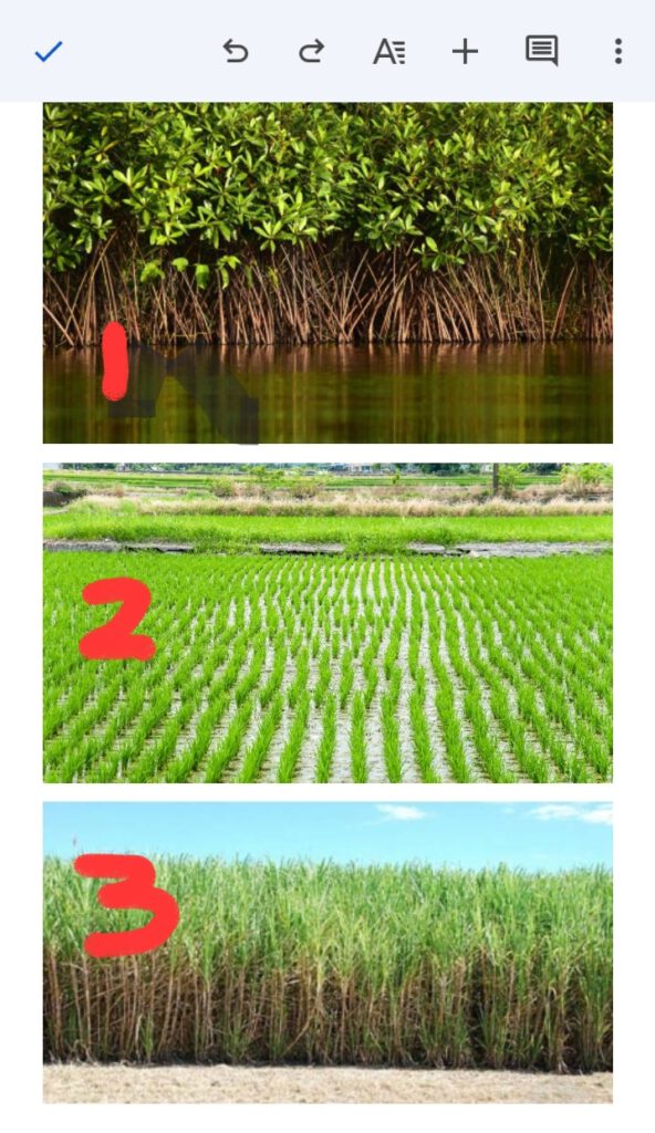 Low coastal plain photos quiz – Teachgy worksheets